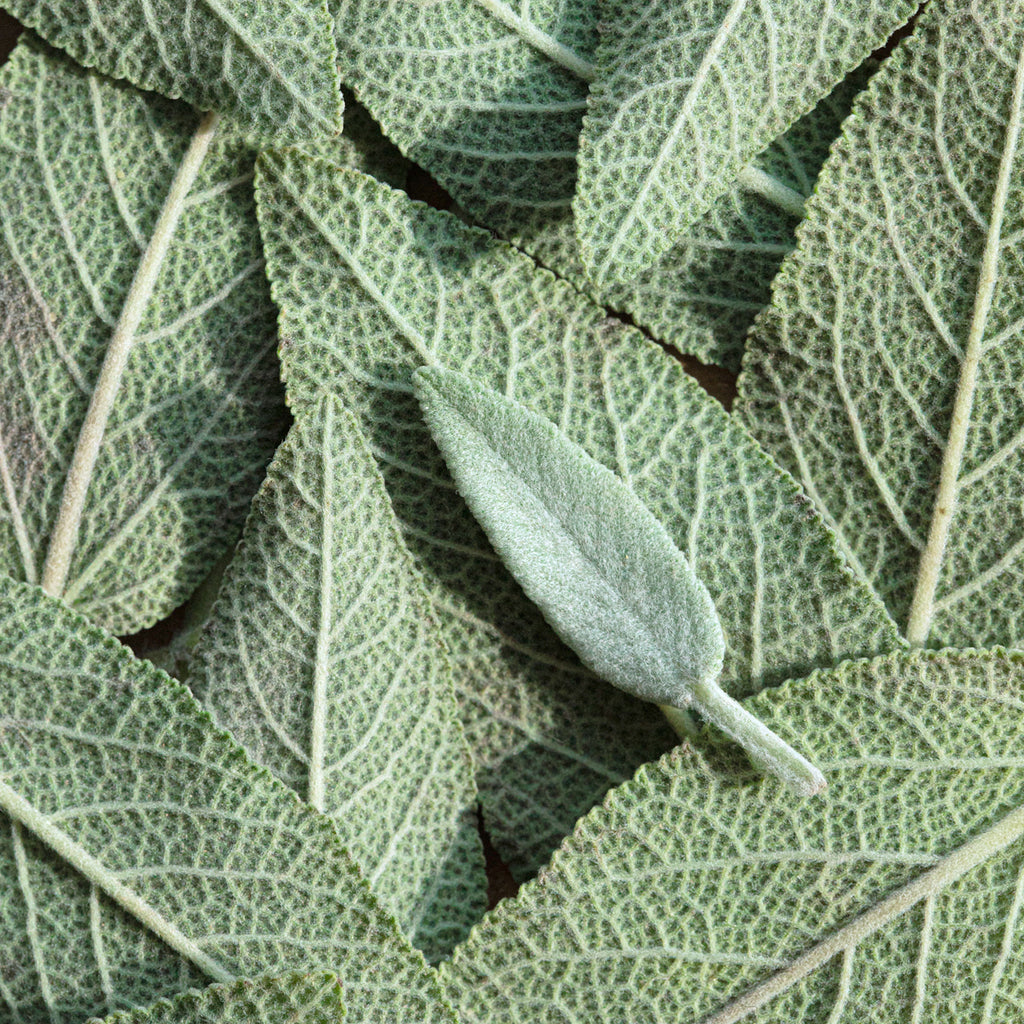 The Wisdom of Sage | Citizen Wolf